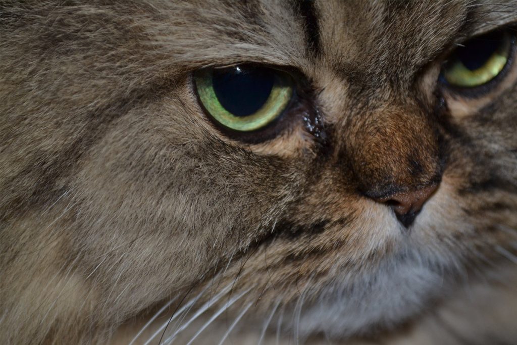 Flat Faced Cats - Investigating Brachycephalic Cat Breeds