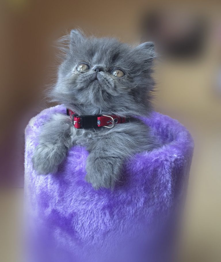Flat Faced Cats - Investigating Brachycephalic Cat Breeds