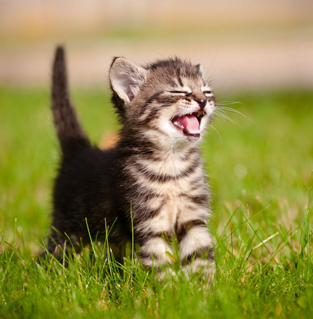 When Do Cats Stop Growing? A Complete Guide To Kitten Growth