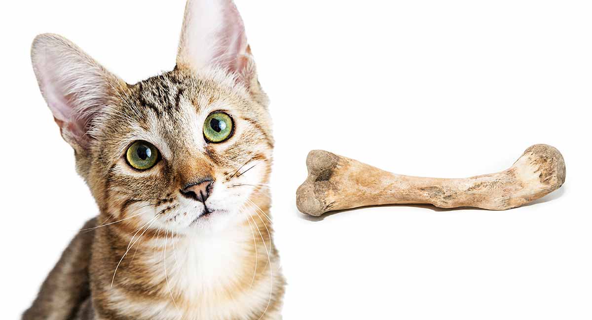 Cat Skeleton How Many Bones Does A Cat Have 