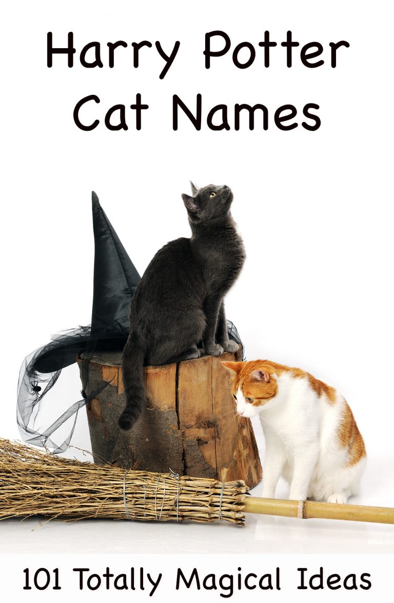 Magical names for cats - labelstyred