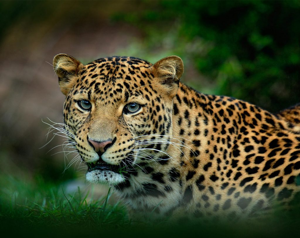 Cats That Look Like Leopards - Domestic Breeds That Look Like Big Cats