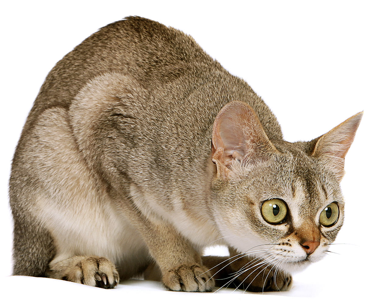 World's Smallest Cat Breeds - Tiny Cute Cats, Domestic And Wild World's Smallest Cat Breeds - Tiny Cute Cats, Domestic And Wild