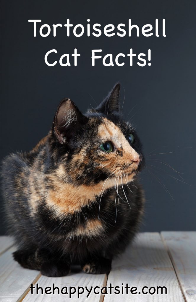Tortoiseshell Cat: Over 30 Fascinating Facts About Tortie Cats