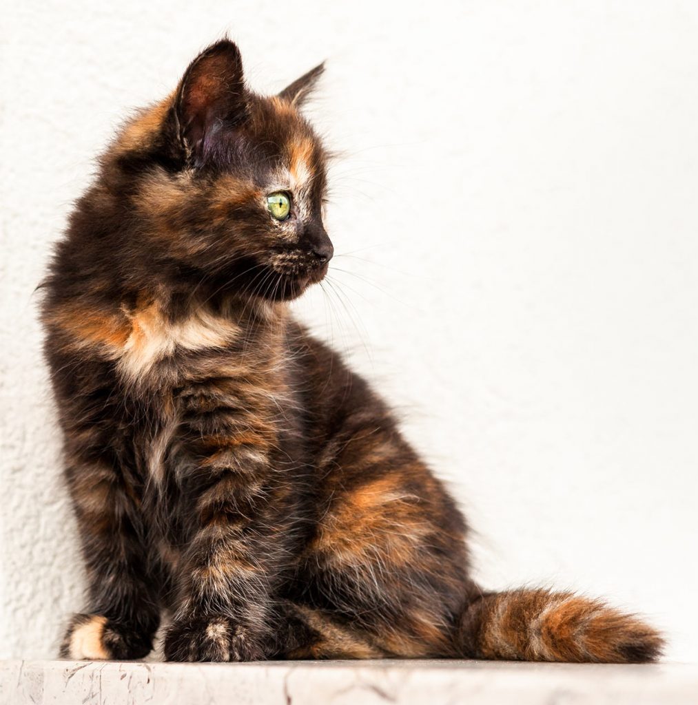 Schildpattkatze: Über 30 faszinierende Fakten über Schildpattkatzen ...