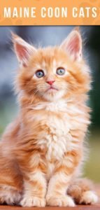 Maine Coon Cat Information Center - A Guide To The Giant Cat Breed