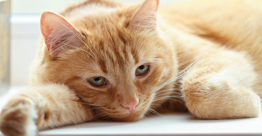 Cat Dry Skin - Causes And Cures For Cat Skin Problems and Allergies