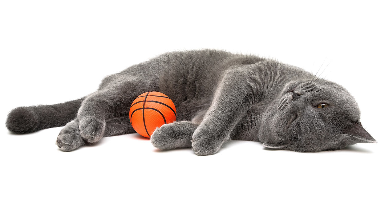Dog like Cat Breeds Dog like Cat Breeds