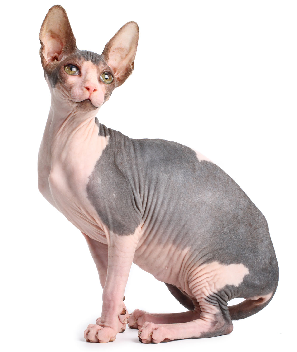 Sphynx Cat Names Sphynx Cat Names