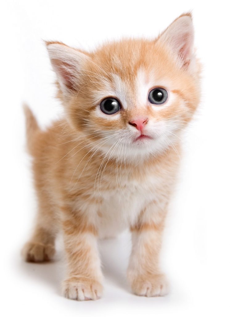 Kitten Development
