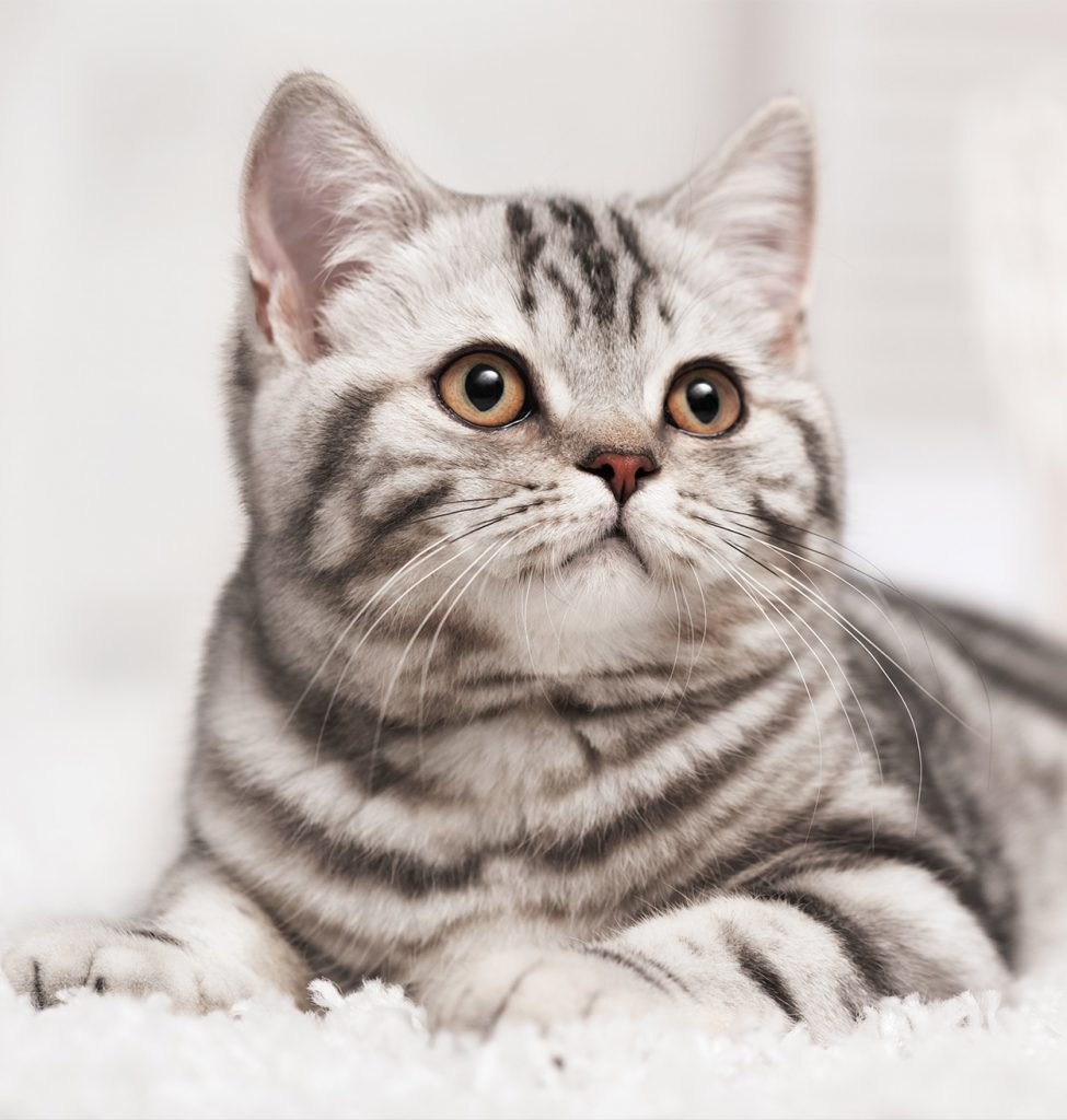 Male Cat Facts - The Happy Cat Site's Guide To Tomcats