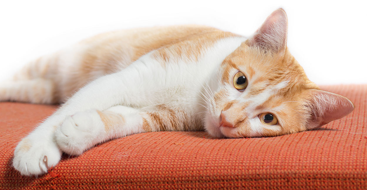 Do Cats Know Their Names How To Tell And How To Teach Them