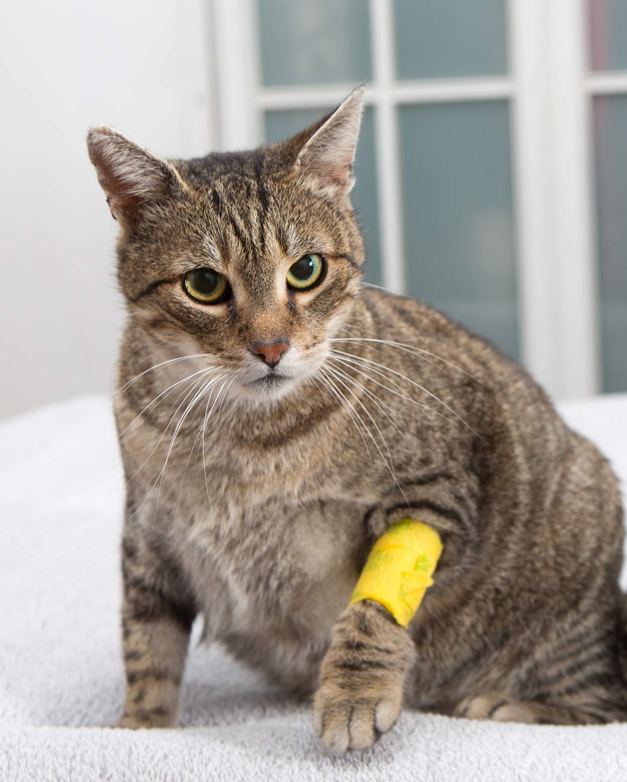 What To Put On Open Wound On Cat CatWalls