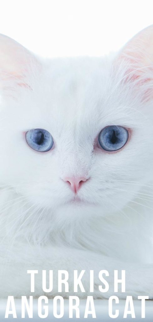 Turkish Angora Cat - Our Complete Breed Guide