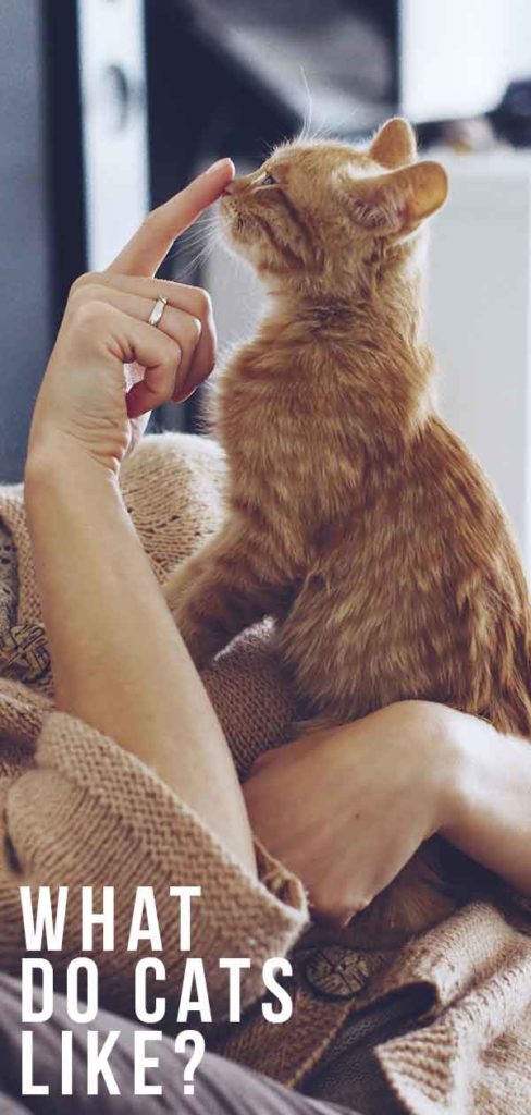 What Do Cats Like? 20 Ways To Make A Cat Happy!