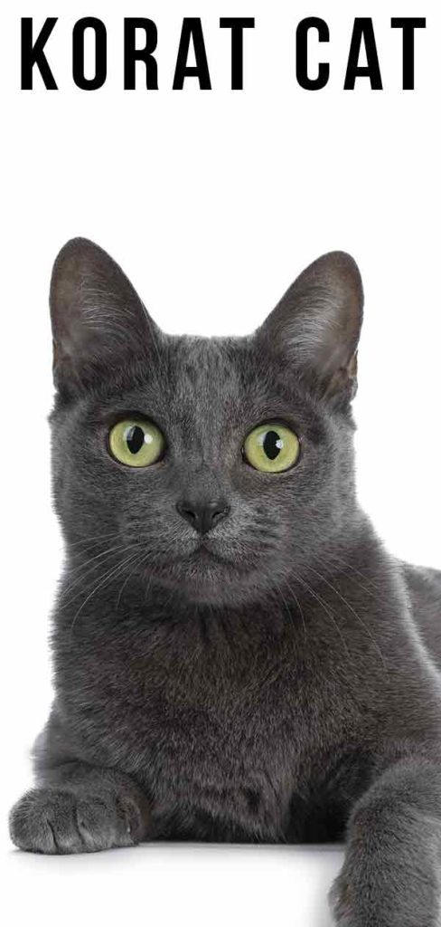 Korat Cat - A Perfect, Ancient and Unchanged Cat Breed?