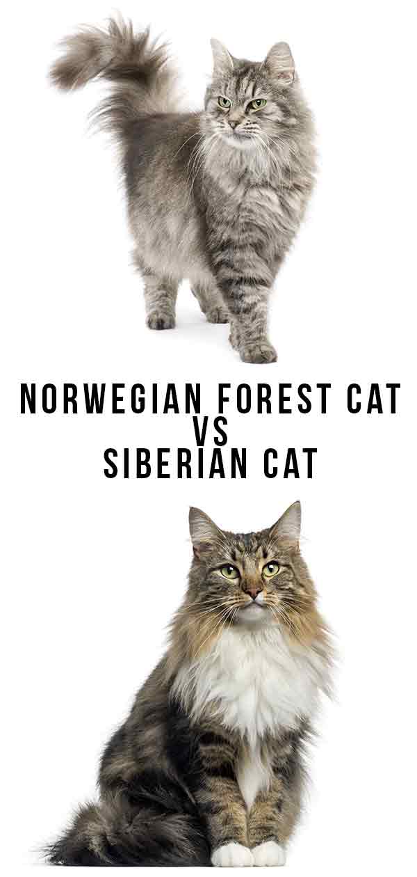 Norwegian Forest Cat Size Comparison