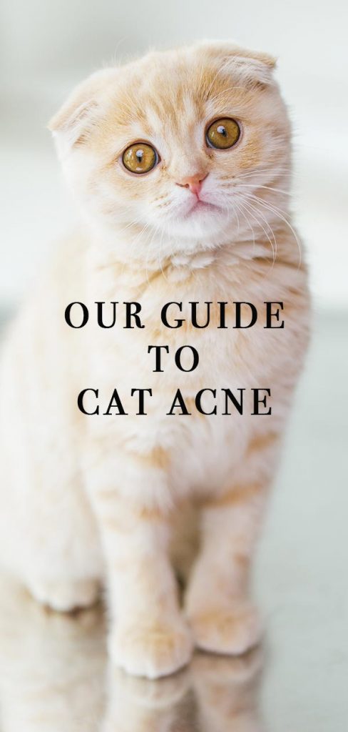 Cat Acne Serious Chin And Nose Spots The Happy Cat Site cat-acne-serious-chin-and-nose-spots-the-happy-cat-site