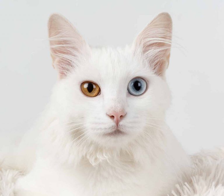 Cat Eye Colors An Amazing Range Of Shades cat-eye-colors-an-amazing-range-of-shades