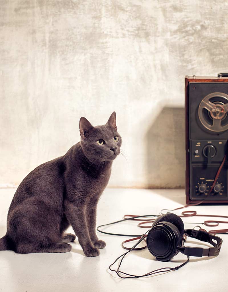 Do Cats Like Music Tunes For Kitties To Get Down To Do Cats Like Music Tunes For Kitties To Get Down To