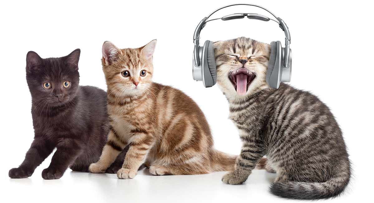 Do Cats Like Music Tunes For Kitties To Get Down To Do Cats Like Music Tunes For Kitties To Get Down To