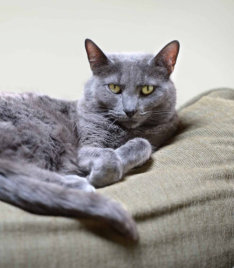 Korat Cat - A Perfect, Ancient and Unchanged Cat Breed?