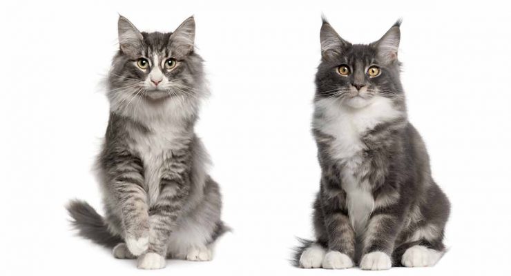 Maine Coon Norwegische Waldkatze Mix - Eine Killer-Kombination ...