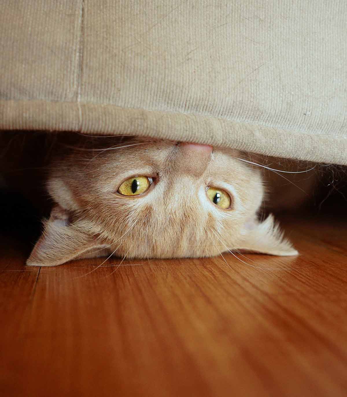 Prozac For Cats - Would Your Cat Feel The Benefit?