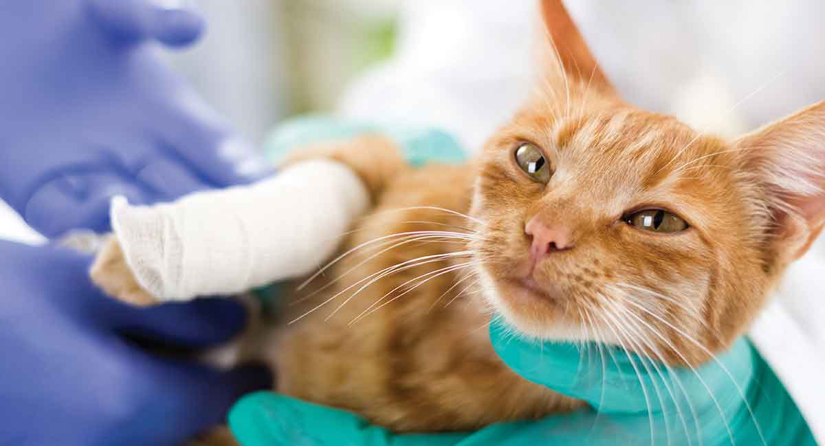 Cat Broken Leg Symptoms Cat Meme Stock Pictures And Photos Cat Broken Leg Symptoms Cat Meme Stock Pictures And Photos