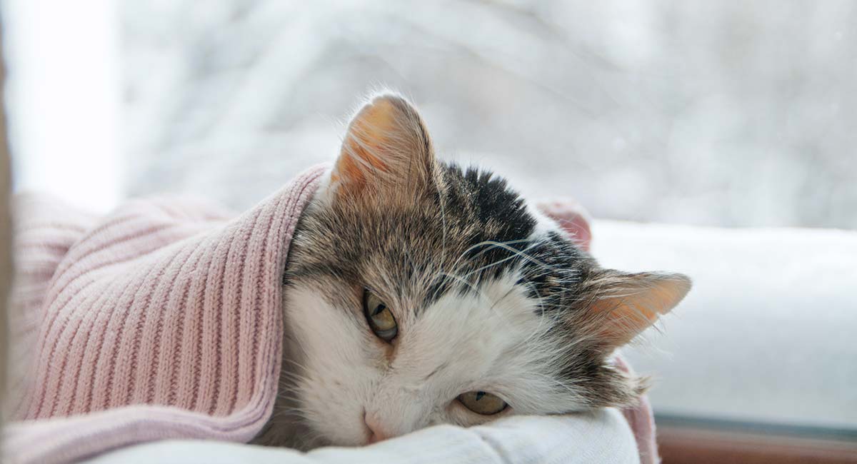 Cat Dry Skin Causes Symptoms And Cat Dry Skin Treatment Cat Dry Skin Causes Symptoms And Cat Dry Skin Treatment
