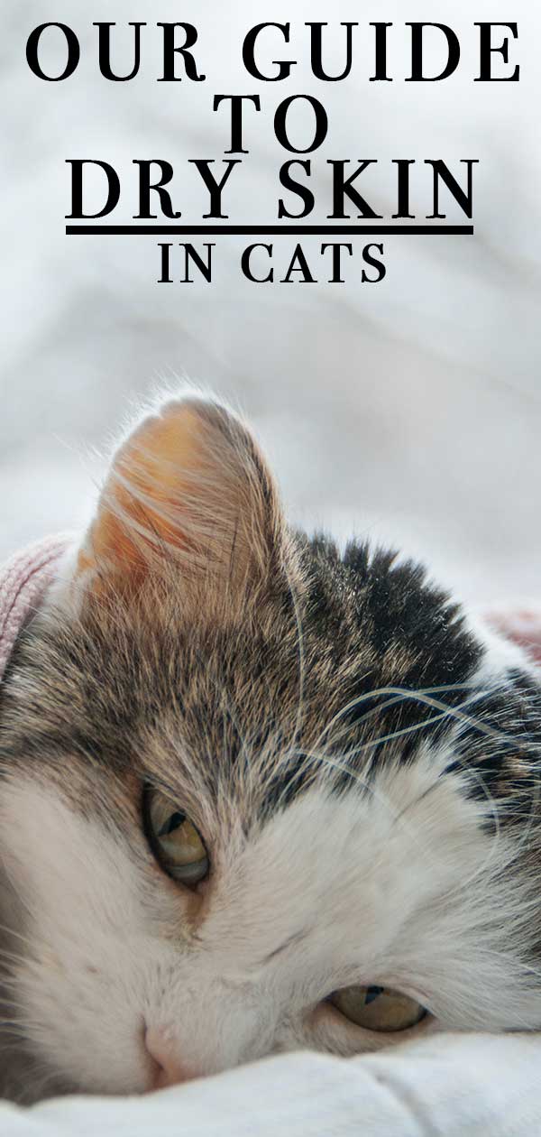 Cat Dry Skin Causes Symptoms And Cat Dry Skin Treatment Cat Dry Skin Causes Symptoms And Cat Dry Skin Treatment