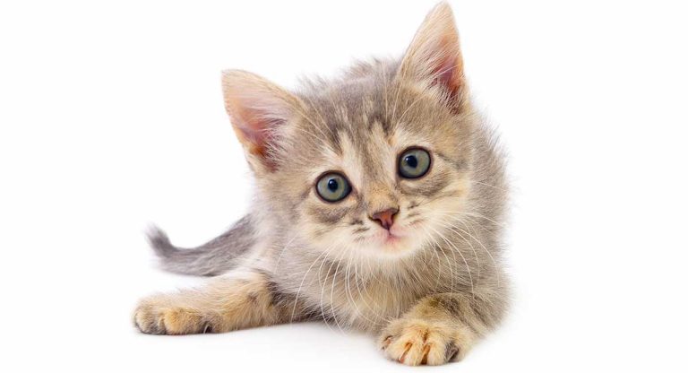 Cat Toilet Training Complete Guide To Potty Train A Kitten cat-toilet-training-complete-guide-to-potty-train-a-kitten