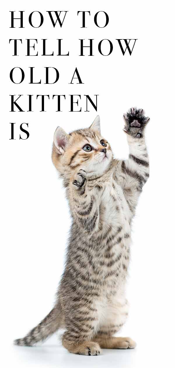 Estimating Kitten Age By Weight Estimating Kitten Age By Weight
