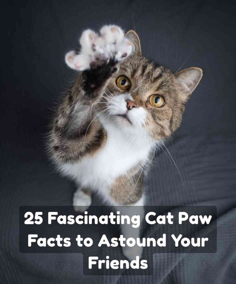 25 Fascinating Cat Paw Facts to Astound Your Friends