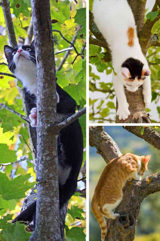 25 Fascinating Cat Paw Facts to Astound Your Friends