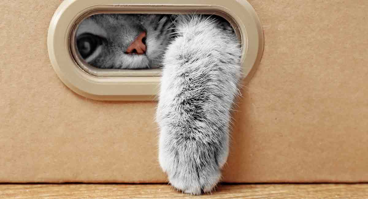 Cat Paw Anatomy: 25 Pawsome Facts About Your Cat's Feet Cat Paw Anatomy: 25 Pawsome Facts About Your Cat's Feet