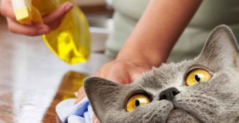 Reviews Archives - The Happy Cat Site