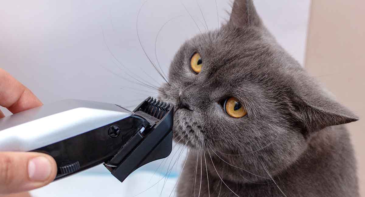 Best Cat Hair Clippers Top Tools For Grooming And Removing Matted Fur Best Cat Hair Clippers Top Tools For Grooming And Removing Matted Fur