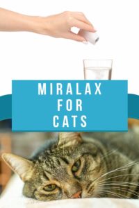 Miralax For Cats With Constipation - A Complete Guide For Owners