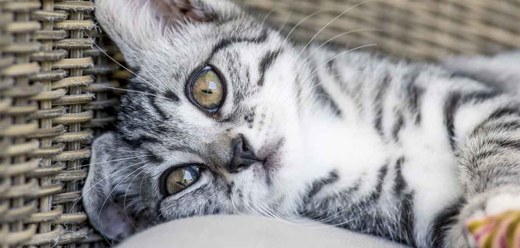 4 Month Old Kitten Getting Bigger And Changing Fast 4-month-old-kitten-getting-bigger-and-changing-fast