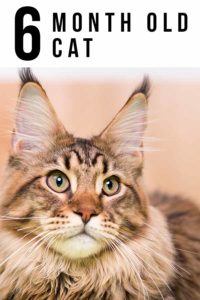 6 Month Old Kitten Guide