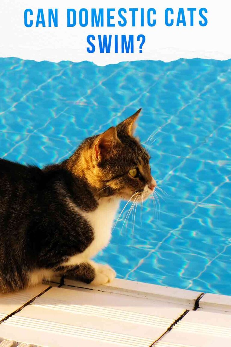 Is Your Breed a Water Cat? The Surprising Truth About Swimming