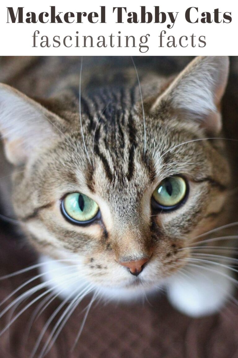 Mackerel Tabby - Is The Original Cat Coat Pattern Also The Best?