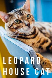 8 Spectacularly Spotted Leopard-Like Cats