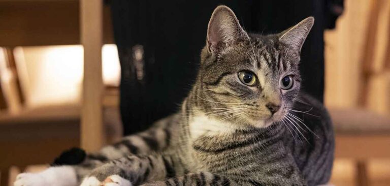 Brindle Cat - Do Cats With Brindle Pattern Coats Exist?