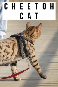 California Spangled Cat - An Unforgettable Spotted Cat Breed