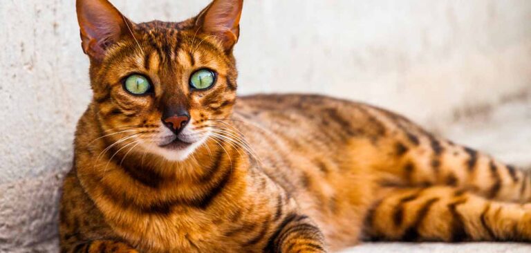 California Spangled Cat - An Unforgettable Spotted Cat Breed
