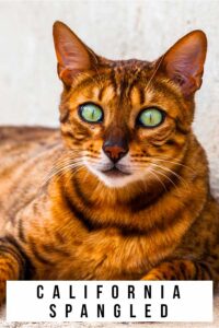 California Spangled Cat - An Unforgettable Spotted Cat Breed
