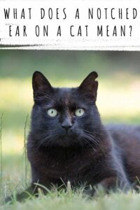 What Does A Notched Ear On A Cat Mean - Four Possible Answers