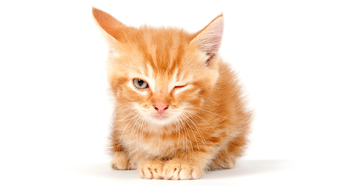 What Does It Mean If A Cat Winks At You With Just One Eye 